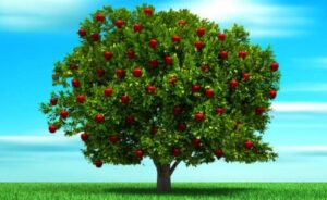 El árbol de manzanas: una conmovedora historia que te hará reflexionar