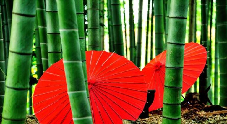 El bambú japonés: una historia sobre la paciencia y el esfuerzo diario